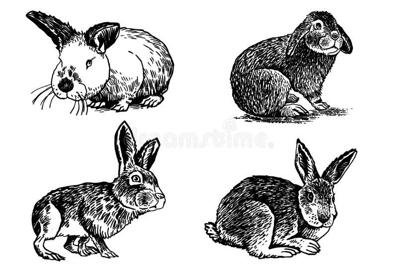 Graphical Set of Rabbits Isolated on Black Background,vector Engraved ...