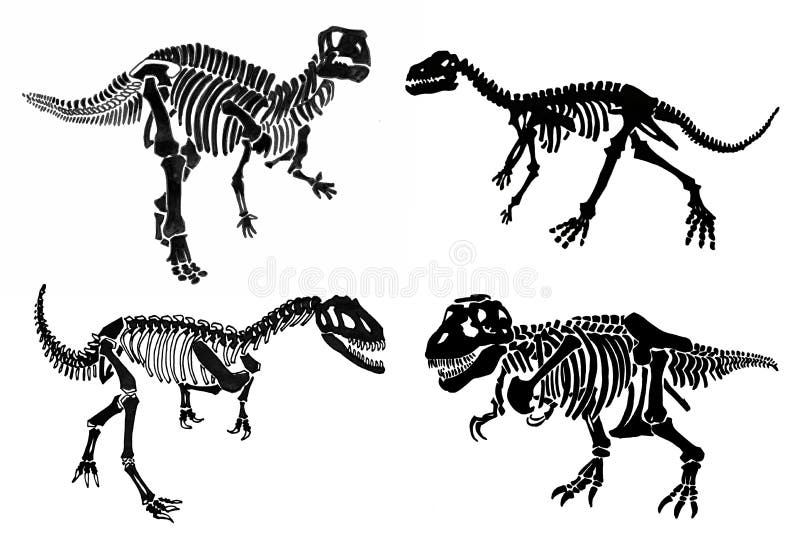 Graphical Set of Dinosaur Skeletons Isolated on White Background,vector ...