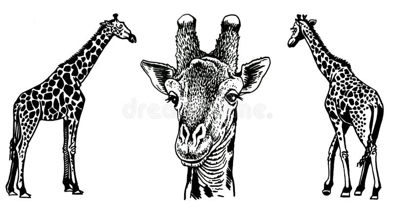Graphical Set of Giraffes Isolated on White Background,vector ...