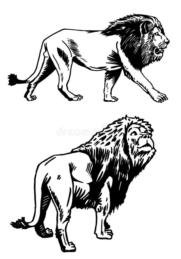 Graphical Set of Lions Isolated on White,vector Illustration. African ...