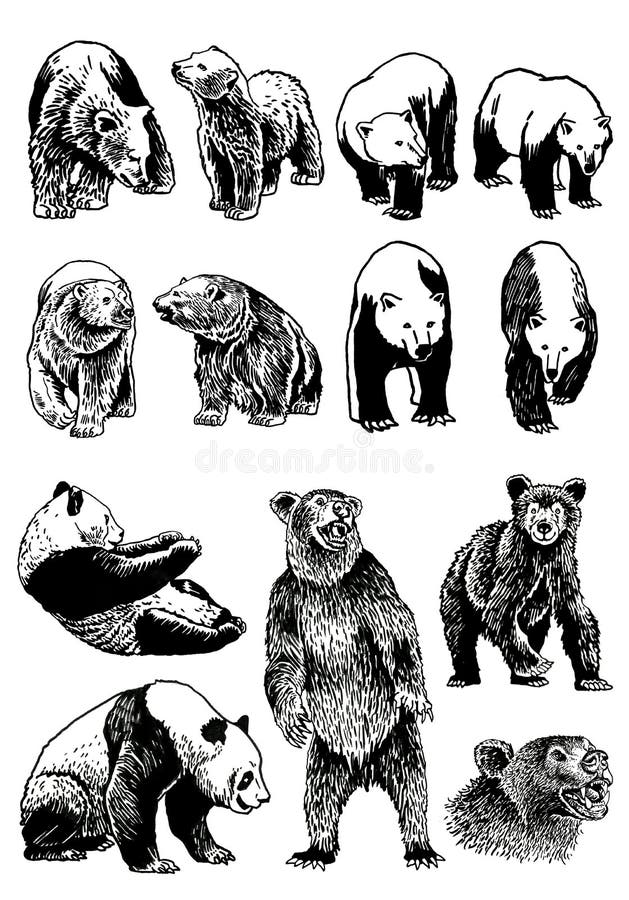 Graphical Set of Polar Bears Isolated on White Background,vector ...