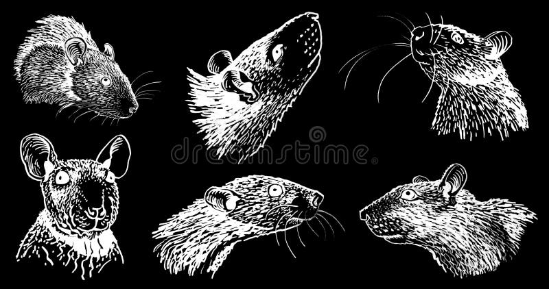 Graphical Set of Portraits of Rats on Black Isolated,vector ...