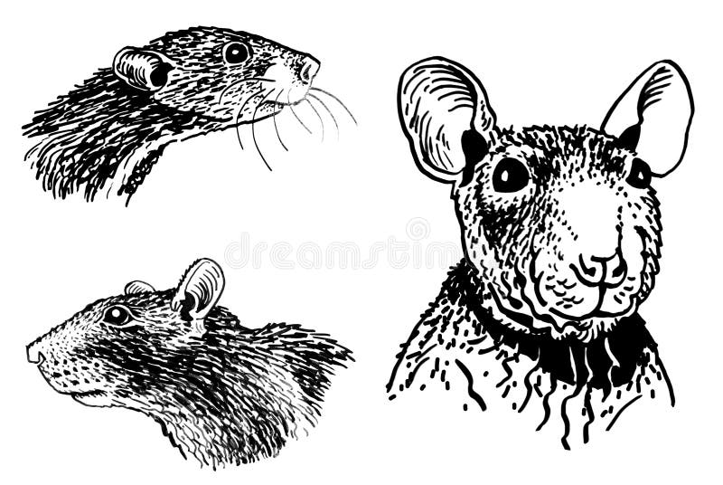 Graphical Set of Portraits of Rats on White Isolated,vector ...