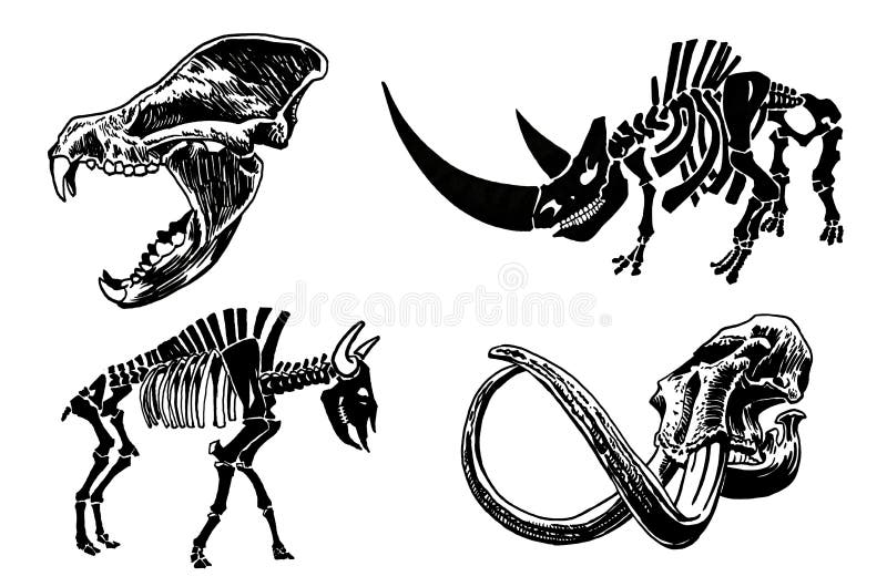 Tiger Skeletons Stock Illustrations – 8 Tiger Skeletons Stock ...