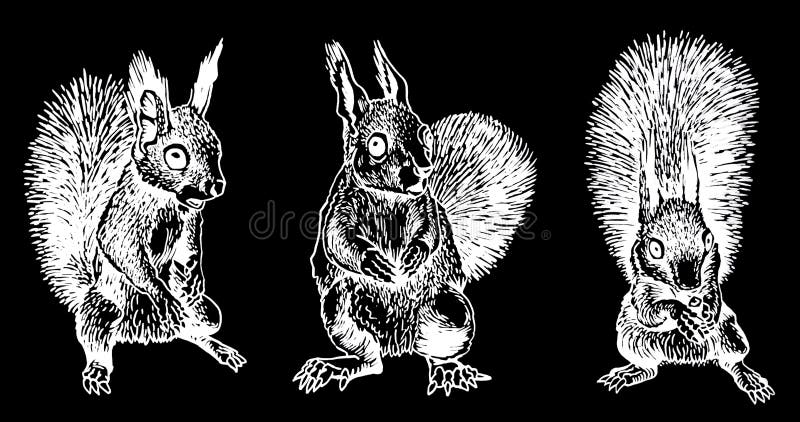 Graphical Set of Squirrels Isolated on Black,rodents. Vector ...