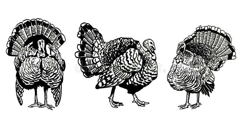 Graphical Set of Turkeys Isolated on White , Vector Thanksgiving ...