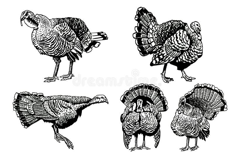 Graphical Set of Turkeys Isolated on White , Vector Thanksgiving ...