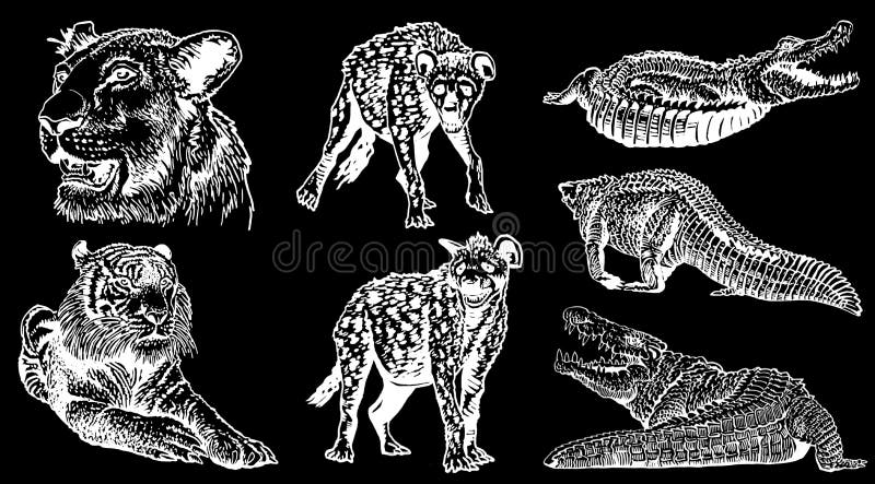 Graphical Set of Wild Animals Isolated on Black Background. Stock ...