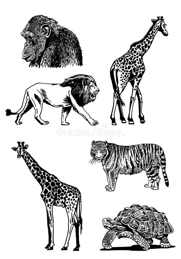 Graphical Set of Wild Animals Isolated on White,vector Illustration ...