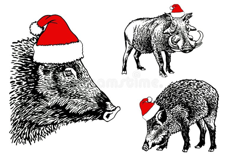 Wild Hogs Head Stock Illustrations – 24 Wild Hogs Head Stock ...