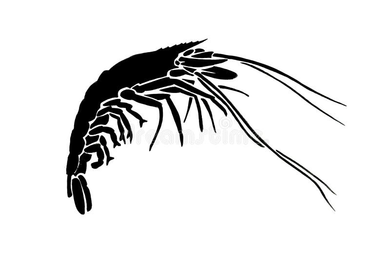 Shrimp Silhouette Isolated on White Background Stock Illustration ...