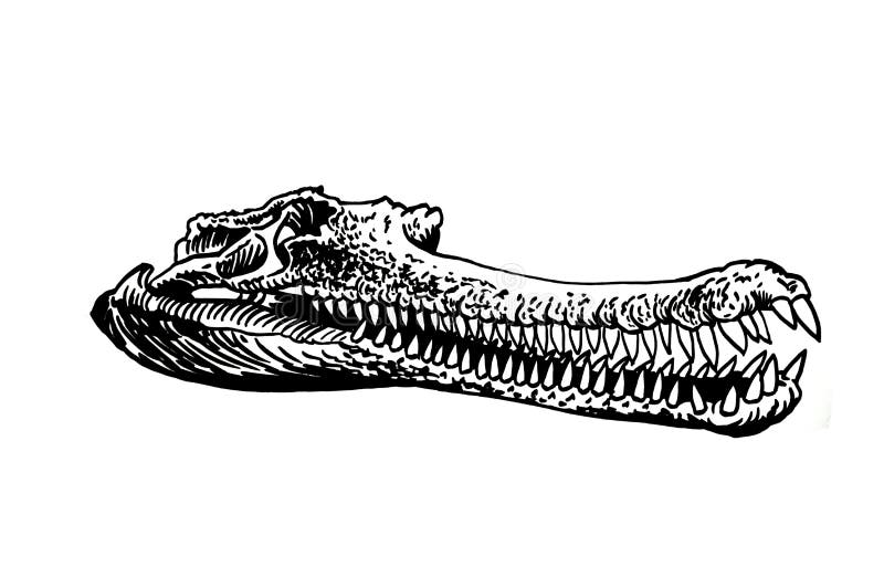 Crocodile Skeleton Drawing