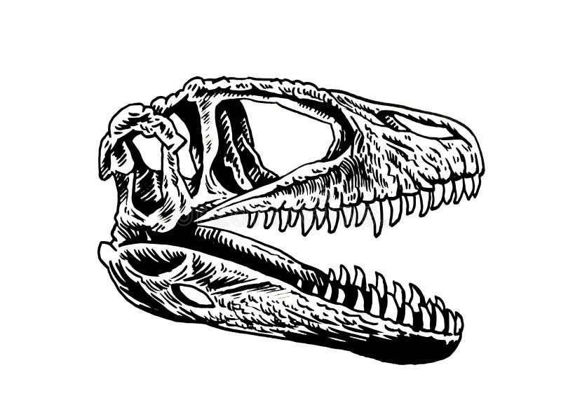 Graphical Skull of Raptor Isolated on White,vector Illustration Stock ...