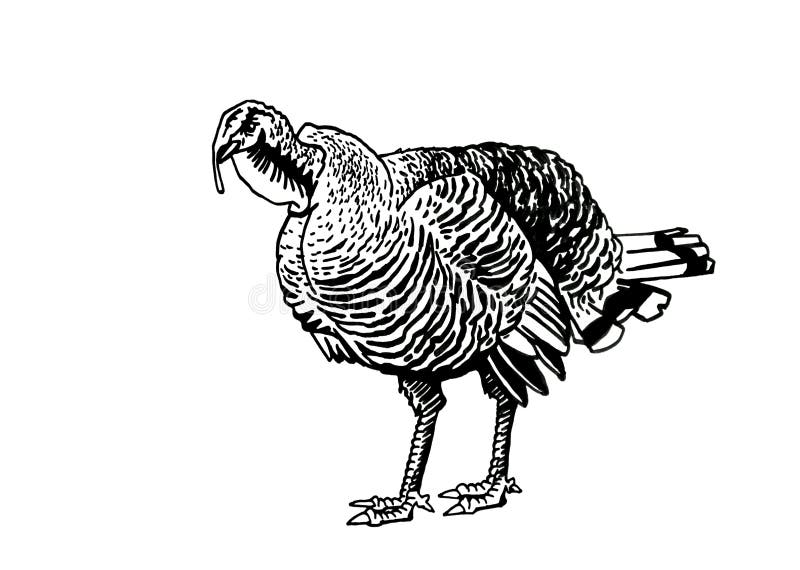 Graphical Turkey on White, Farmbird , Element for Thanksgiving Stock ...
