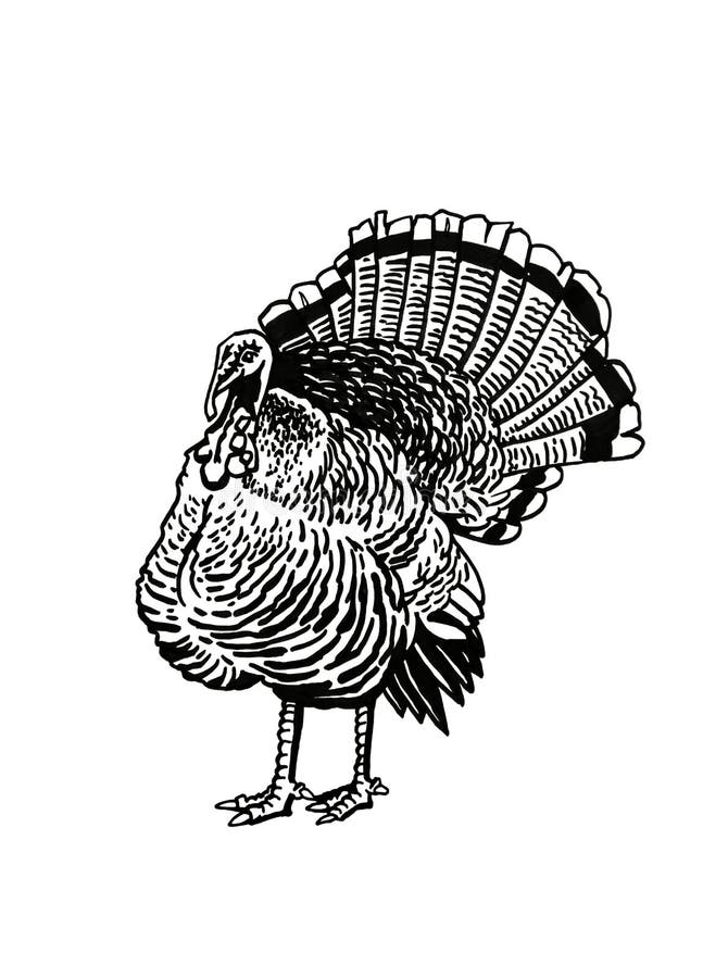 Graphical Turkey on White, Farmbird , Element for Thanksgiving Stock ...