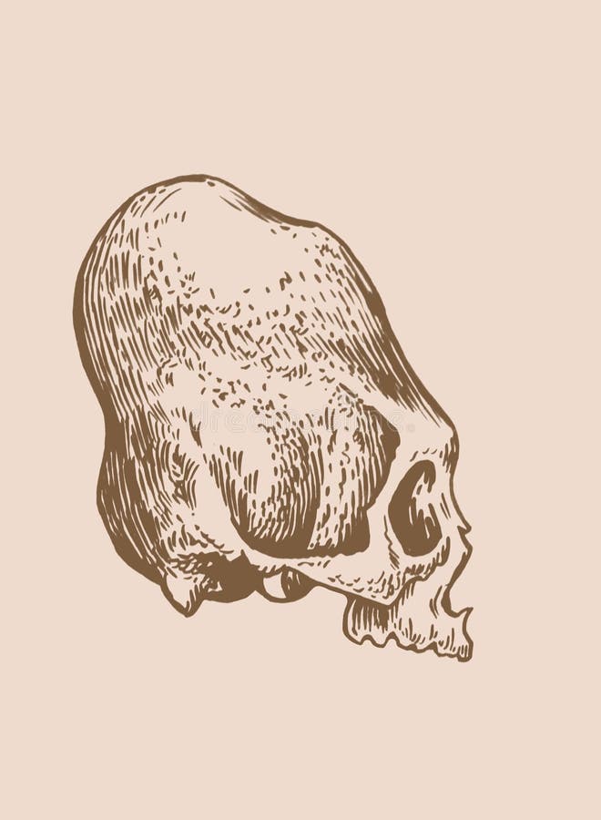 Graphical Vintage Drawing of Mayan Skull , Long Skull of Ancient Tribe ...
