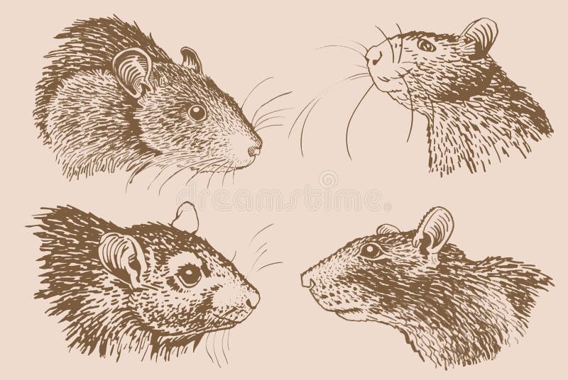 Graphical Vintage Set of Portraits of Rats ,vector Sepia Illustration ...