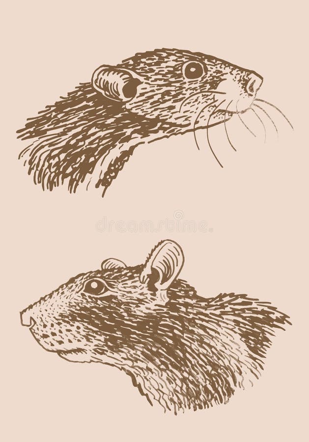 Graphical Vintage Set of Portraits of Rats ,vector Sepia Illustration ...