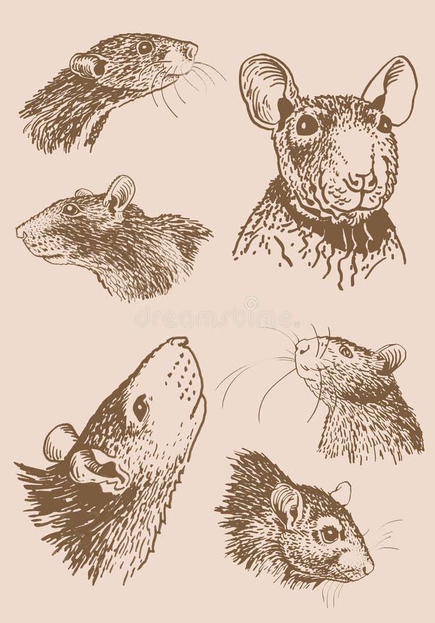 Graphical Vintage Set of Portraits of Rats ,vector Sepia Illustration ...