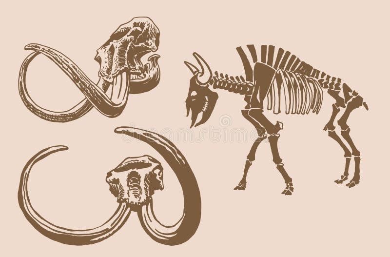 Graphical Vintage Set of Skeleton of Bison and Skulls of Mammoth ...