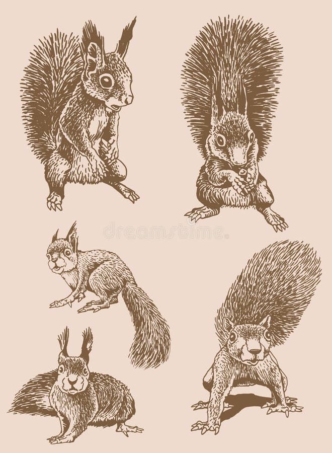 Graphical Vintage Set Of Squirrels Rodents Sepia Illustration Stock