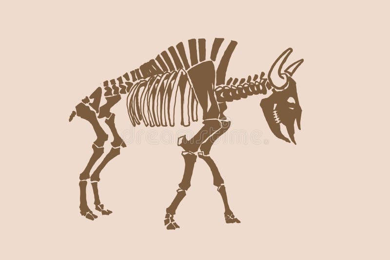 Graphical Vintage Skeleton of Bison ,vector Illustration.Paleontology ...