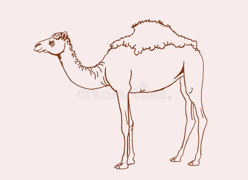 Camel doodle stock vector. Illustration of doodle, isolated - 64545106
