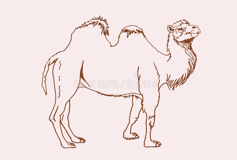 Doodle Camel Illustration Hand Drawn Style Vector Isolated Stock Vector ...