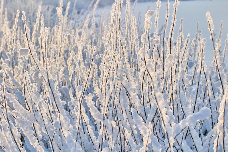 Graphically Composition of Branches of Snow Covered Bush with Snow ...