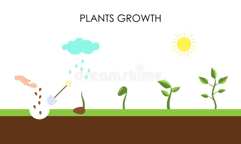 Plants Growing Infographic Plants Growing Process Plants Growth Stages ... Plants Growing Infographic Plants Growing Process Plants Growth Stages ...