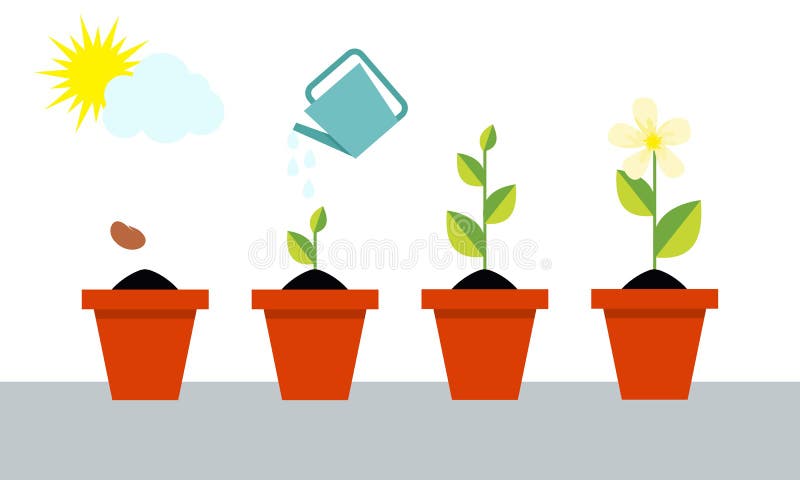 Plants Growing Infographic Plants Growing Process Plants Growth Stages ... Plants Growing Infographic Plants Growing Process Plants Growth Stages ...