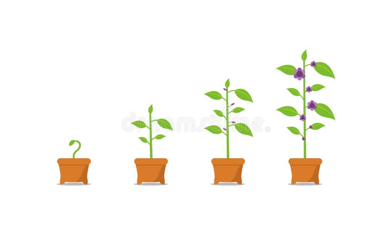 Plants Growing Infographic Plants Growing Process Plants Growth Stages ... Plants Growing Infographic Plants Growing Process Plants Growth Stages ...