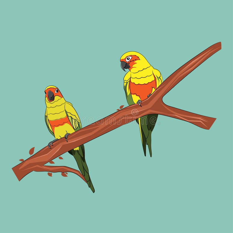 Graphics Drawing Sun Conure Parrots on a Branch of the Tree Vector ...