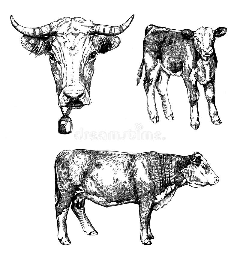 Graphics Illustration Farm Animals Set Farm Cows Stock Illustration ...