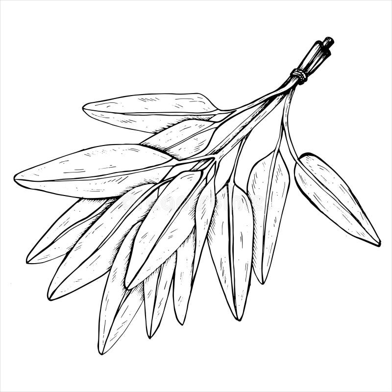 Sage Sketch Stock Illustrations – 3,111 Sage Sketch Stock Illustrations ...
