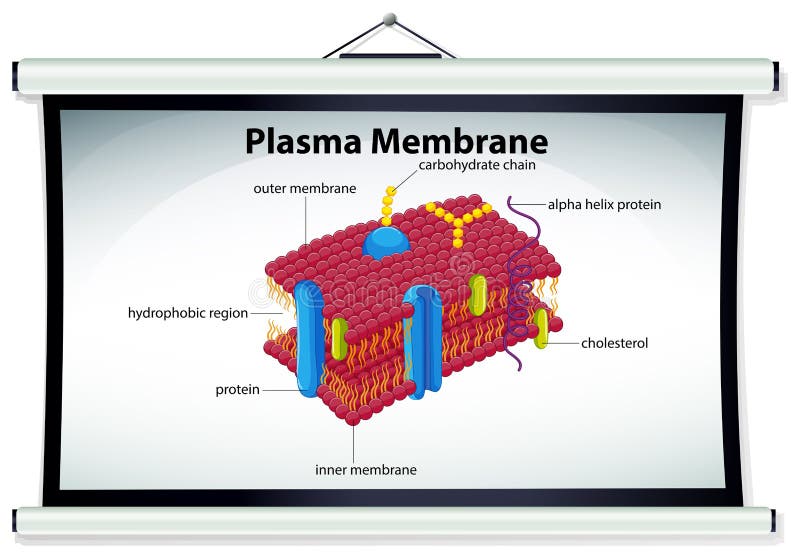 Graphique Montrant La Membrane Plasmique Illustration de Vecteur ...