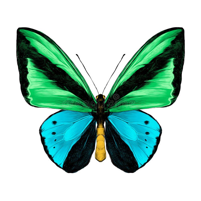 Graphiques De Vecteur De Croquis De Papillon Illustration de Vecteur ...