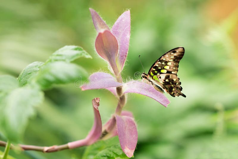 Graphium Agamemnon. Beautiful Butterfly Closeup. Spring Stock Image ...