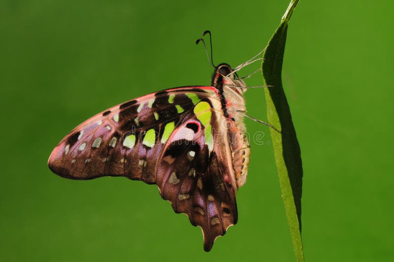 Graphium Agamemnon /male/butterfly Stock Photo - Image of gardens ...