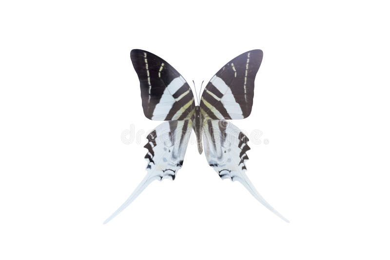 Androcles Butterfly Stock Photos - Free & Royalty-Free Stock Photos ...