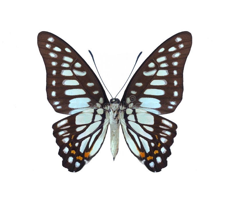 Graphium (Pathysa) Androcles (onderzijde) Stock Afbeelding - Image of ...