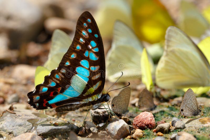 Graphium Doson imagen de archivo. Imagen de fondos, mariposa - 54094961