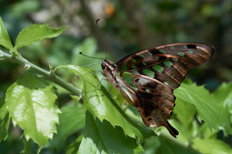 Graphium (Pathysa) Antiphates Stock Image - Image of invertebrate ...