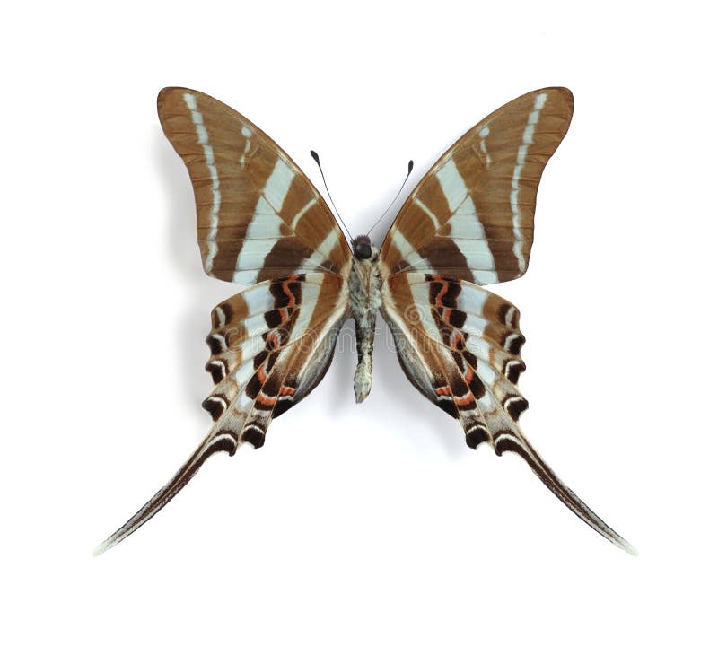 Graphium Rhesus Rhesus Swallowtail Stock Photos - Free & Royalty-Free ...