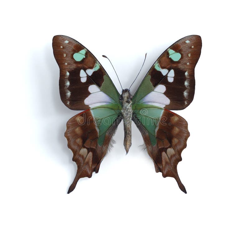 Purple-Spotted Hypselodoris Stock Photo - Image of chromodoris, diving ...