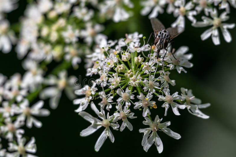 Graphomya maculata Fly stock photo. Image of outdoors - 369149488