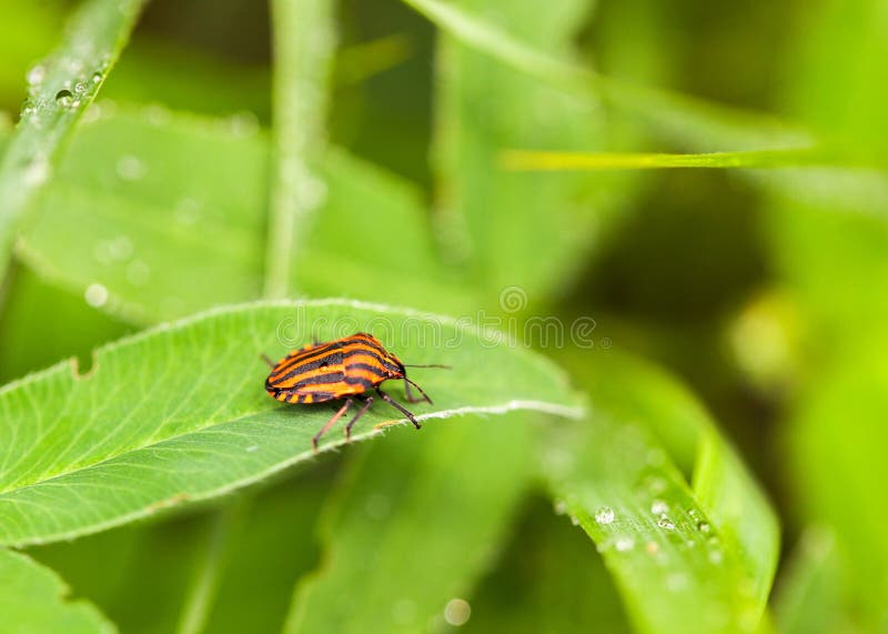 Graphosoma bug on grass stock image. Image of hemiptera - 36446699