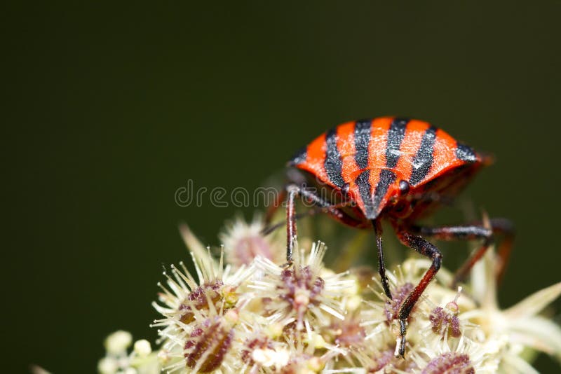 Graphosoma lineatum stock photo. Image of forest, animal - 20876886