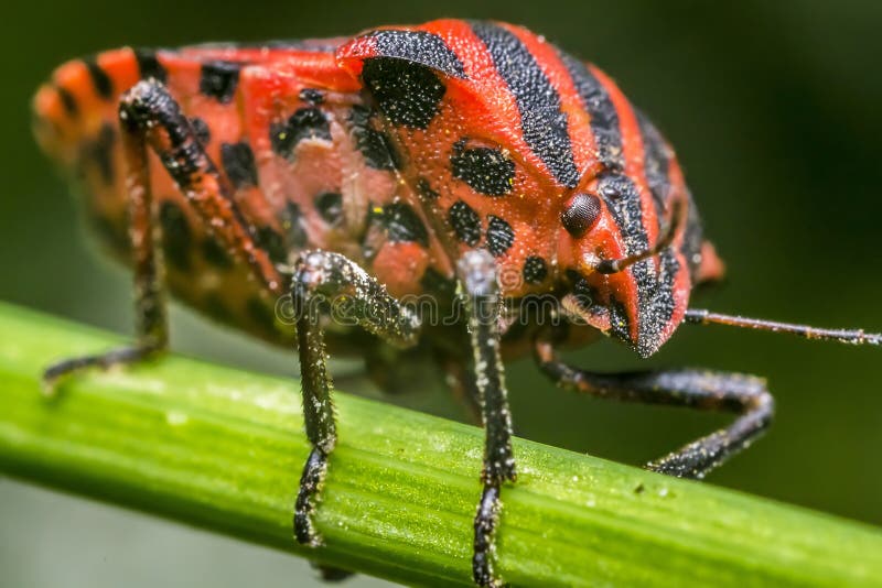 Strip Bugs (Graphosoma Lineatum) Stock Photo - Image of beauty, close ...