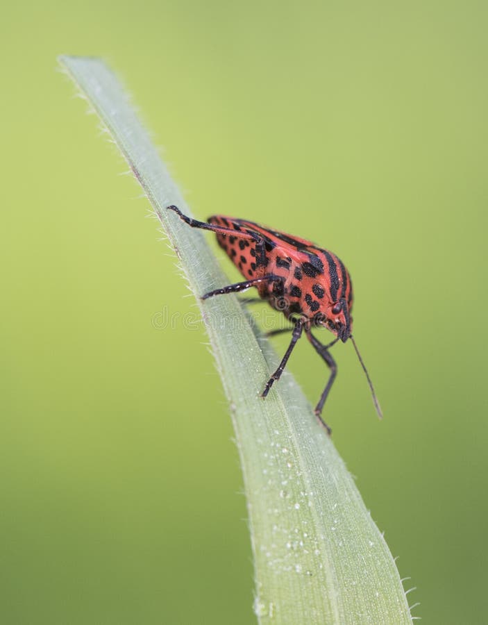 Graphosoma Lineatum Beautiful Red Stink Bug with Black Lines, Very ...